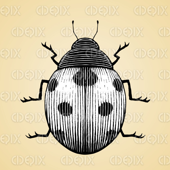 Ink Sketch of a Ladybug with White Fill | Cidepix