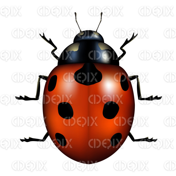 red and black realistic 3d ladybug | Cidepix